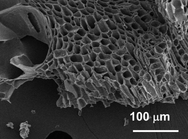 Episode 122 – Dr. David Laird, PhD, Biochar Science & Climate Stability ...